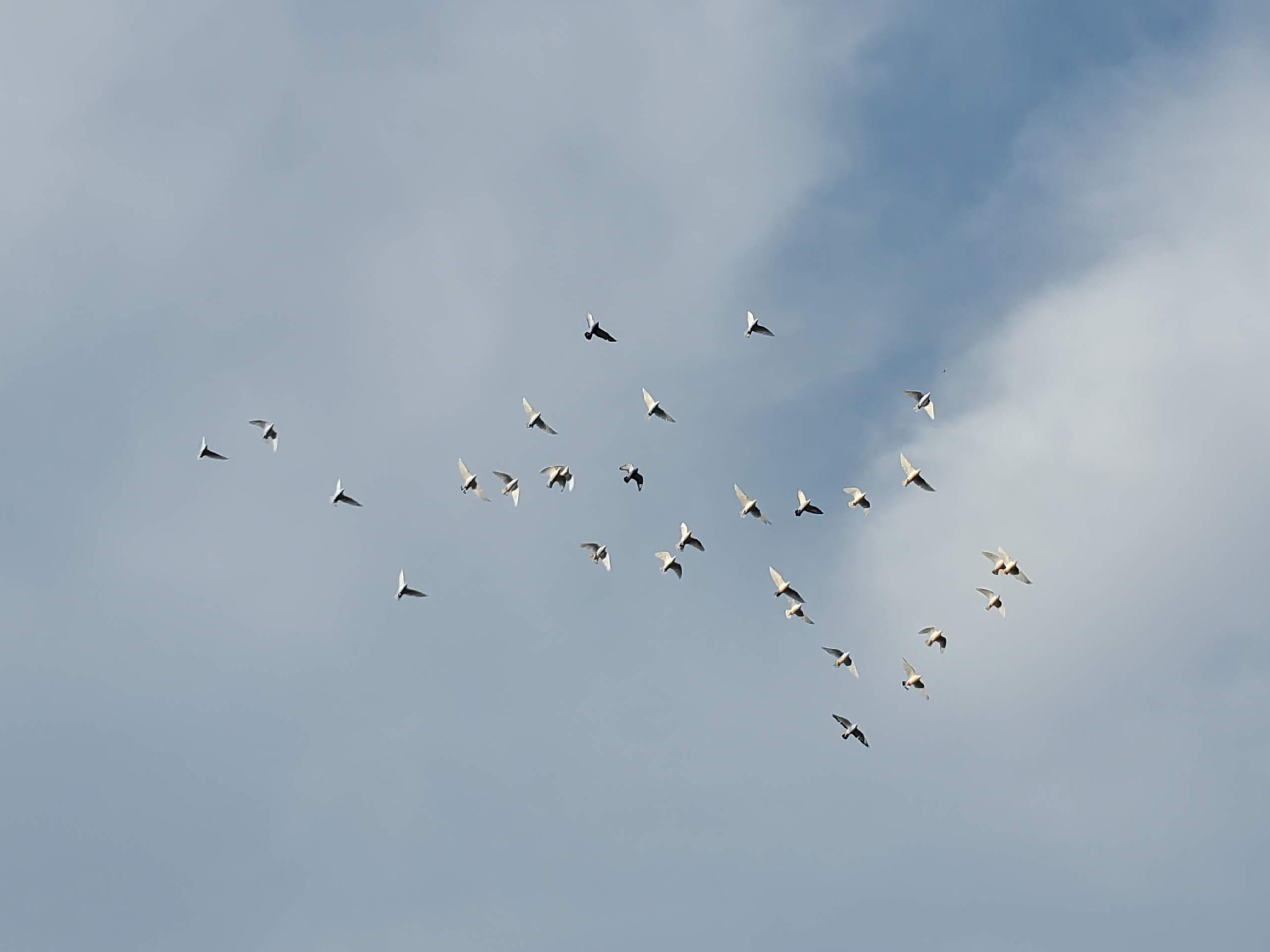 Memorials and Funerals – Snohomish Dancing Doves